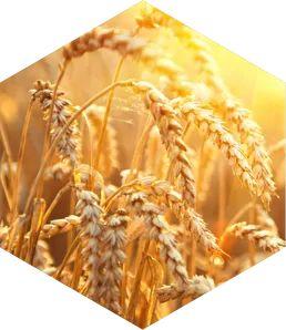 Мягкая пшеница продовольственная от производителя Авилат. Каталог 2024 ...